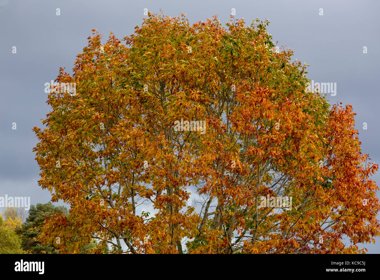 North american red oak hi-res stock photography and images - Alamy