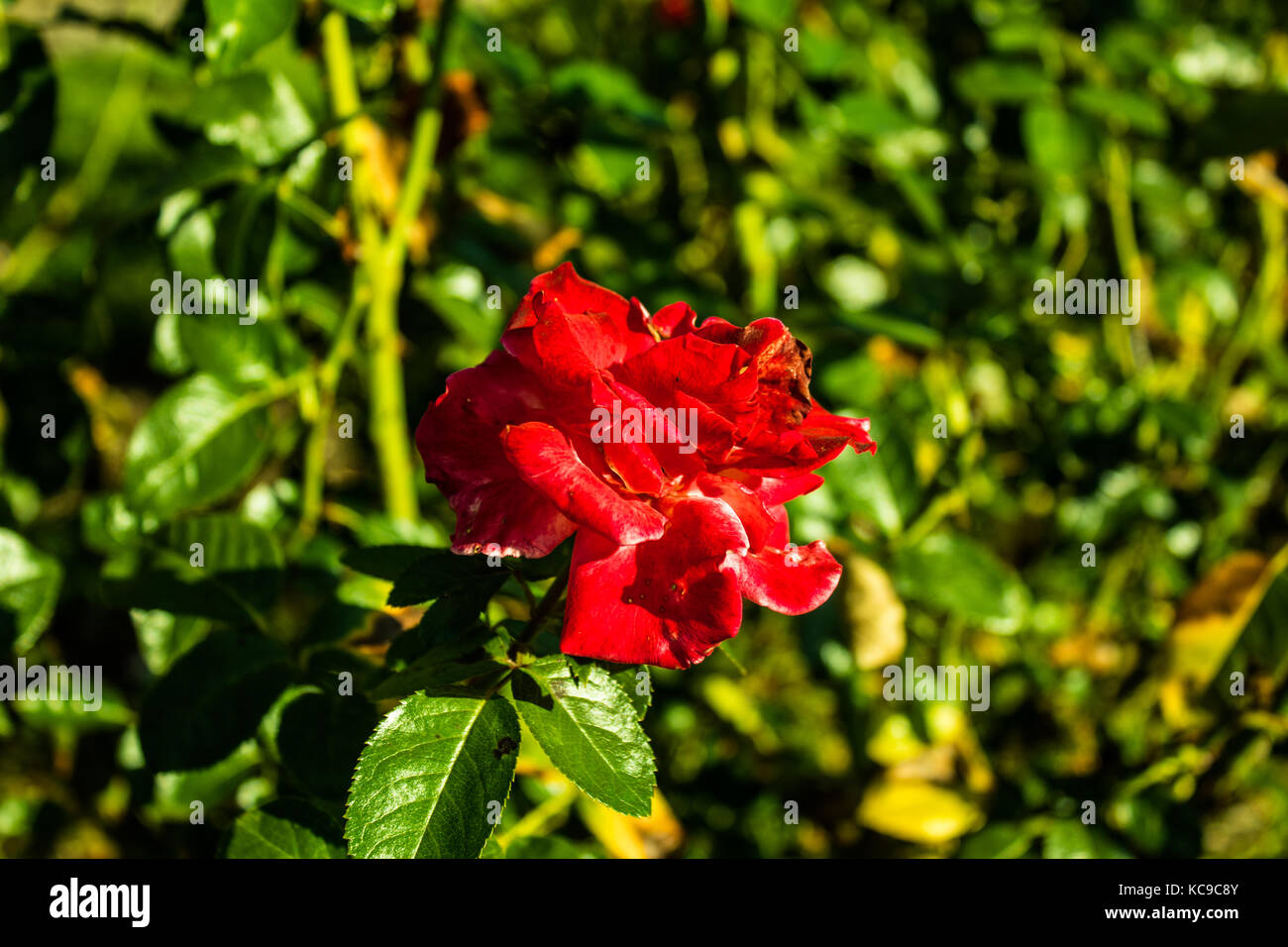 Lovely wind rose hi-res stock photography and images - Alamy
