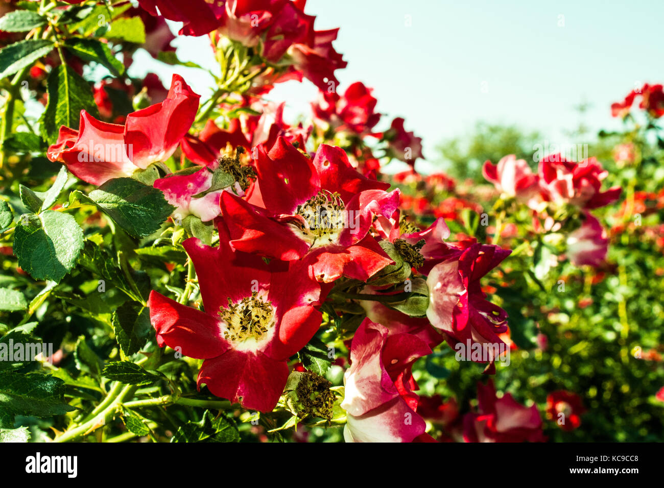 Lovely wind rose hi-res stock photography and images - Alamy