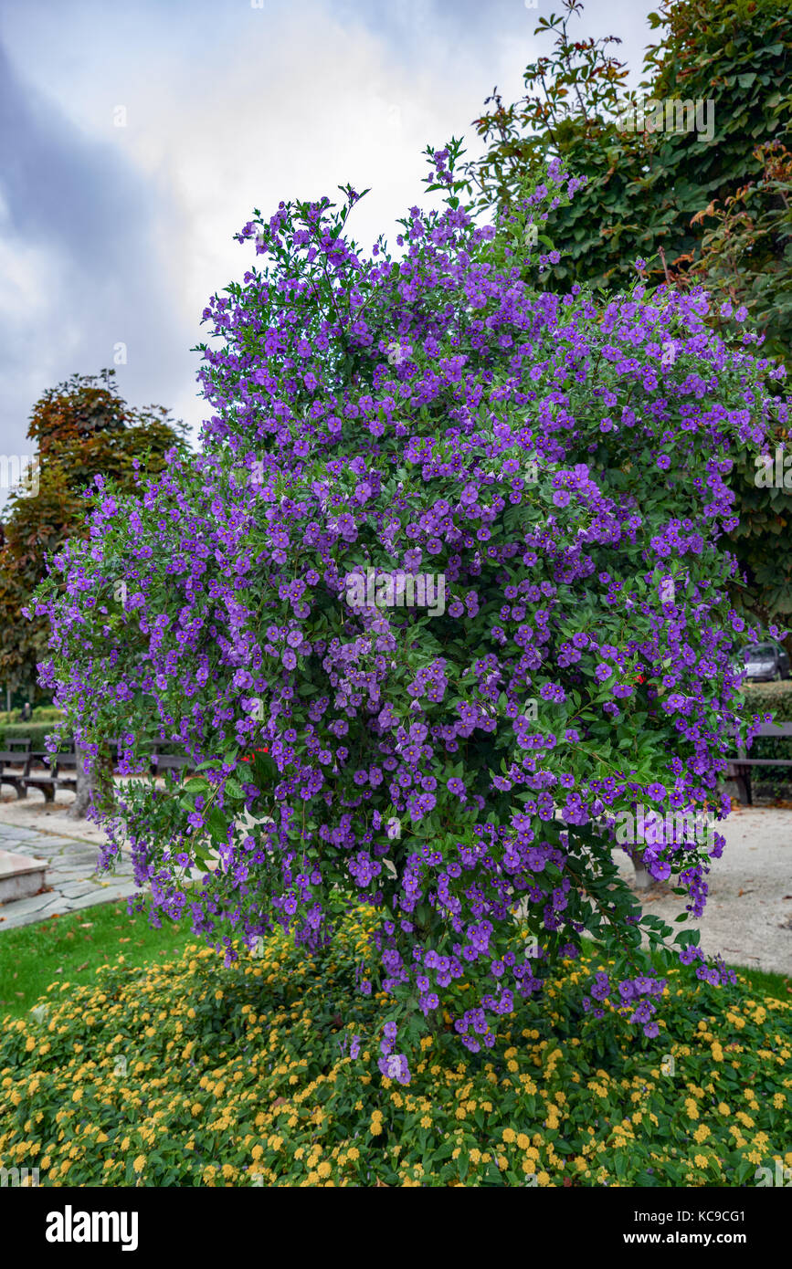 Solanum rantonnetii hi-res stock photography and images - Alamy