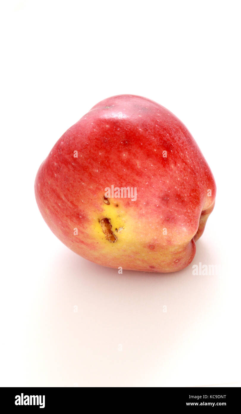hole with worm larvaes in apple isolated on white Stock Photo - Alamy