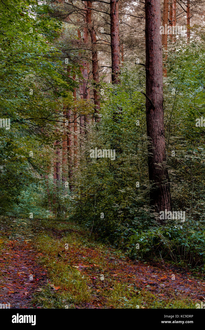 Forst trail hi-res stock photography and images - Alamy