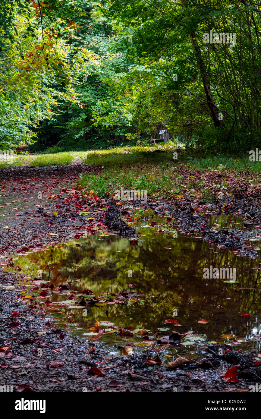 Trees reflecting in a puddle on a woodland trail Stock Photo - Alamy