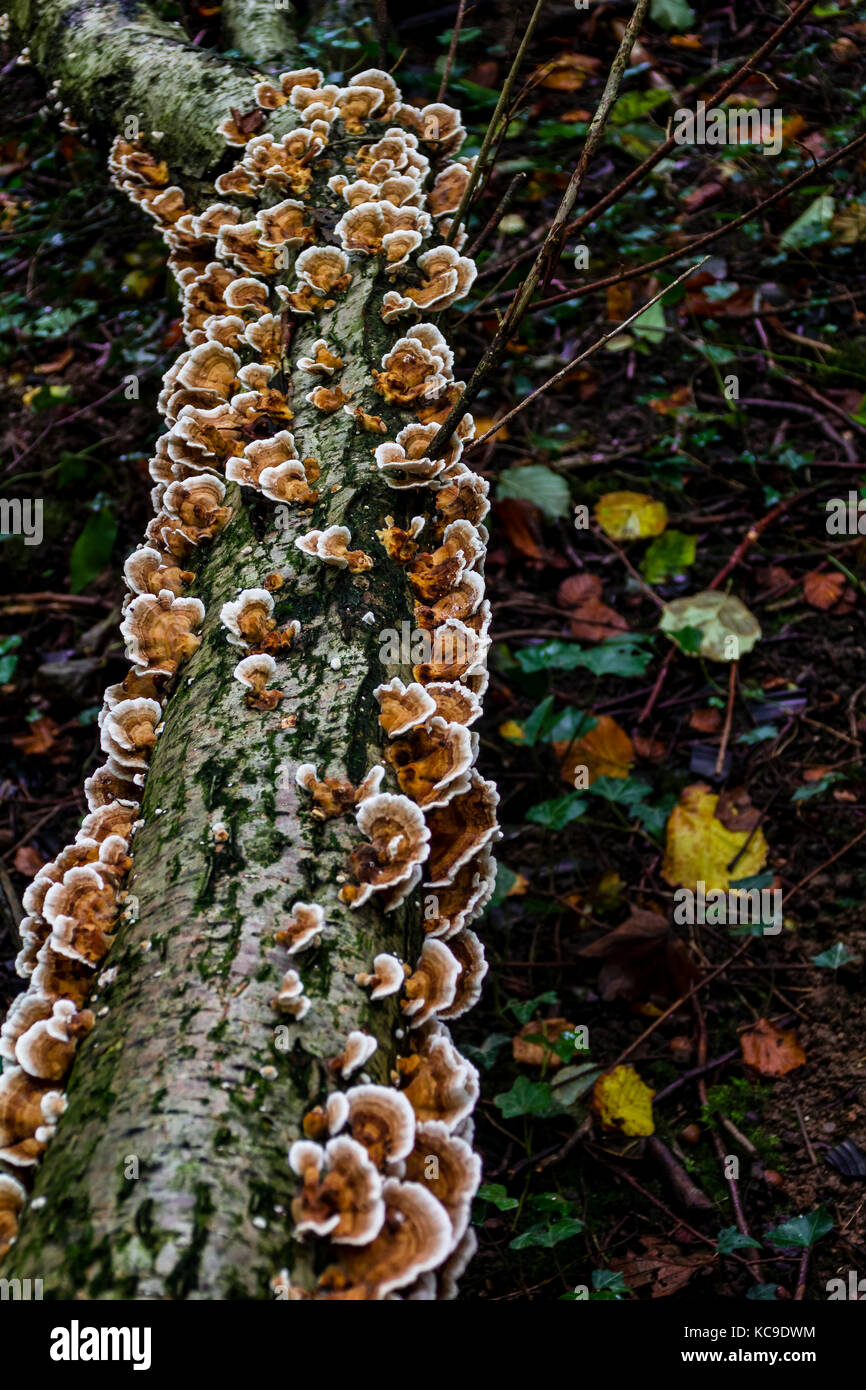 fungus growing on a log Stock Photo - Alamy