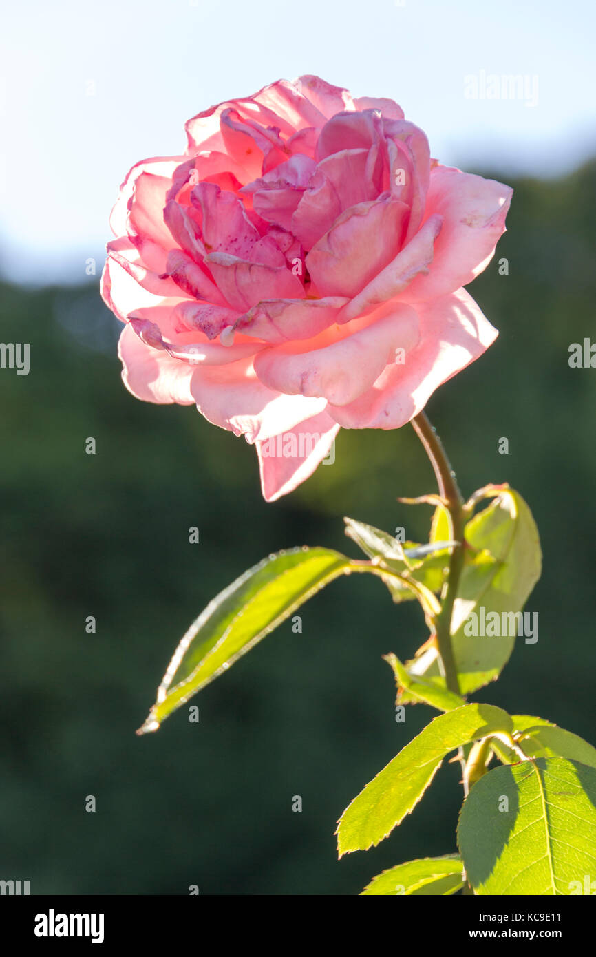 Pink Rose In Sunshine Stock Photo - Alamy