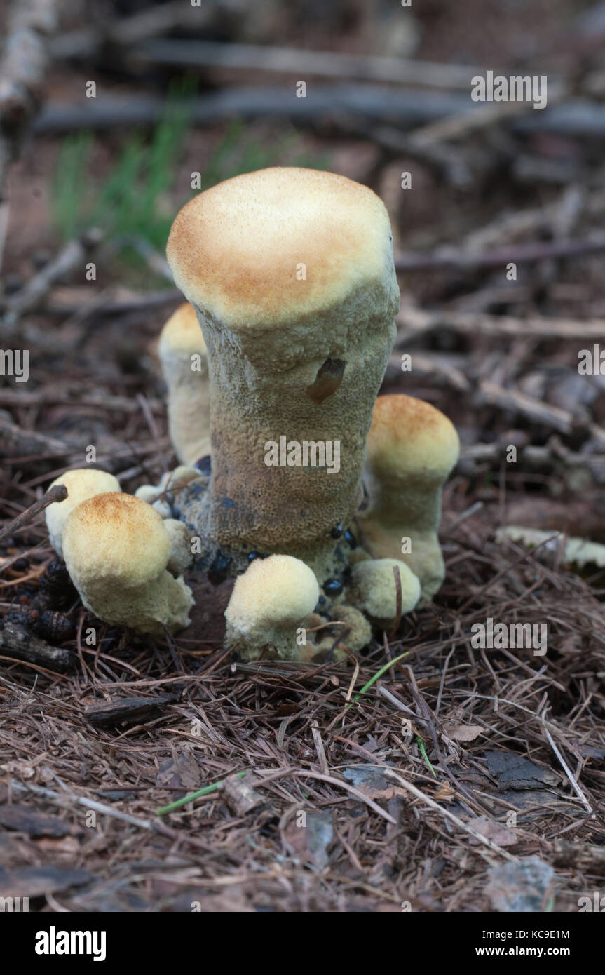 Hydnellum suaveolens mushroom close up shot local focus Stock Photo - Alamy