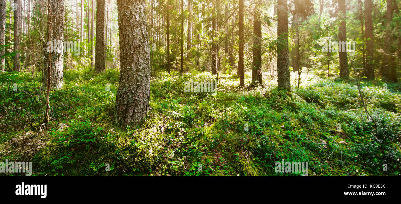 Wild trees in forest Stock Photo - Alamy