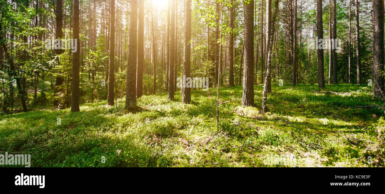 Beautiful wild forest Stock Photo - Alamy