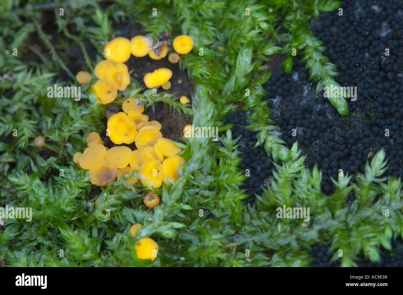 Bisporella citrina [Calycella citrina], macro shot, local focus Stock ...