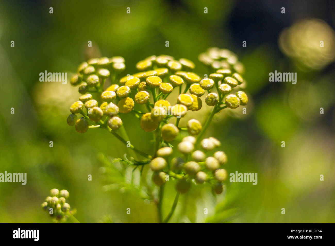 Yellow flower cluster hi-res stock photography and images - Alamy