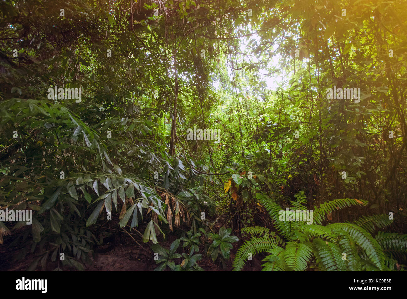 Jungle plants background hi-res stock photography and images - Alamy