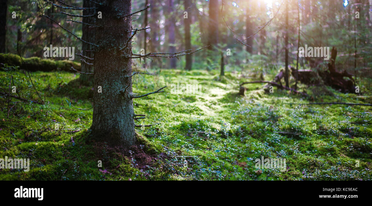 Summer forest jungle Stock Photo - Alamy