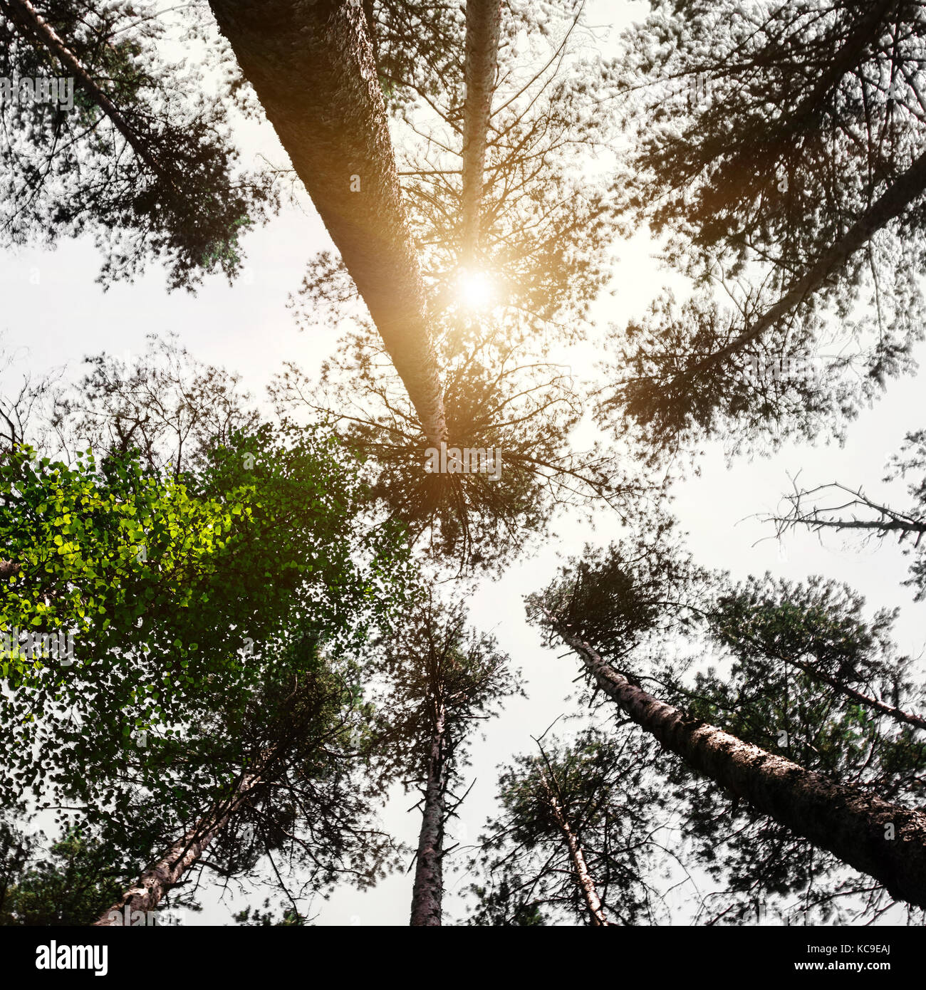 Top view of nature hi-res stock photography and images - Alamy