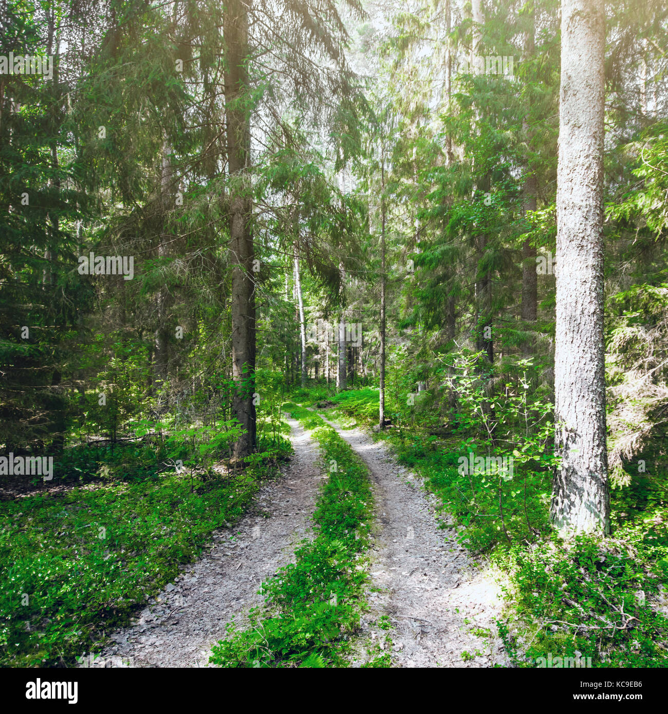 Summer road outdoor landscape Stock Photo - Alamy