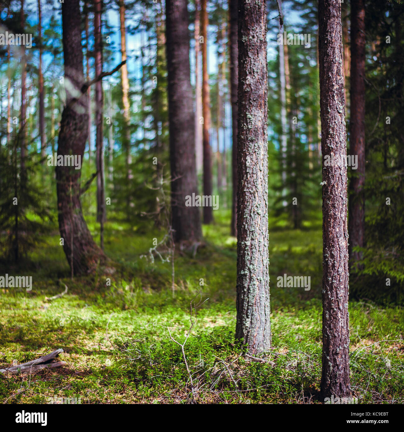 Ecology panorama hi-res stock photography and images - Alamy
