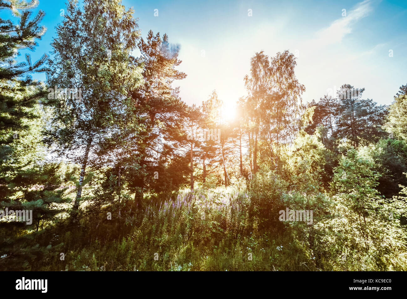 Wild trees in forest Stock Photo - Alamy