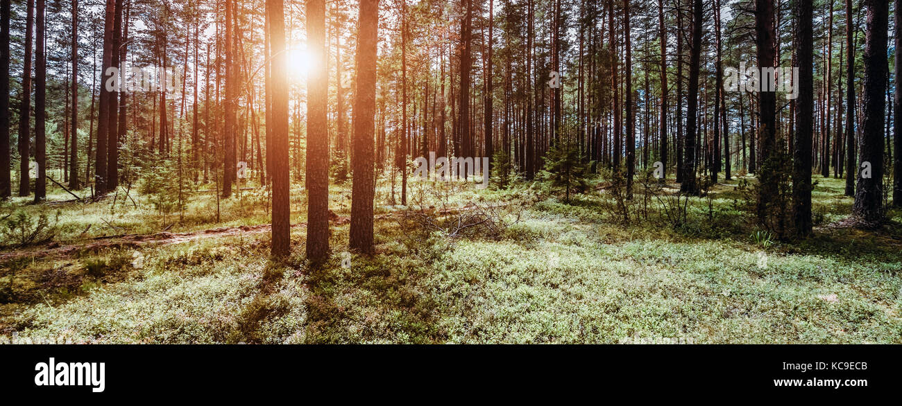 Wild forest panorama Stock Photo - Alamy