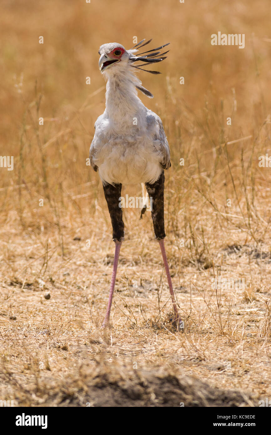 Secretary bird hi-res stock photography and images - Alamy