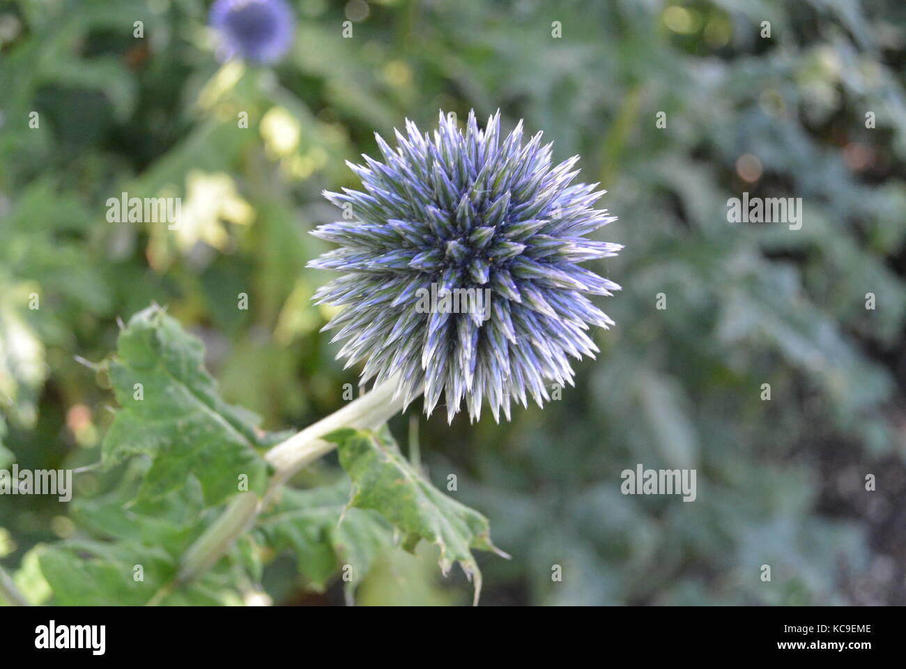 Globe thistle. Purple flower with round head Stock Photo - Alamy