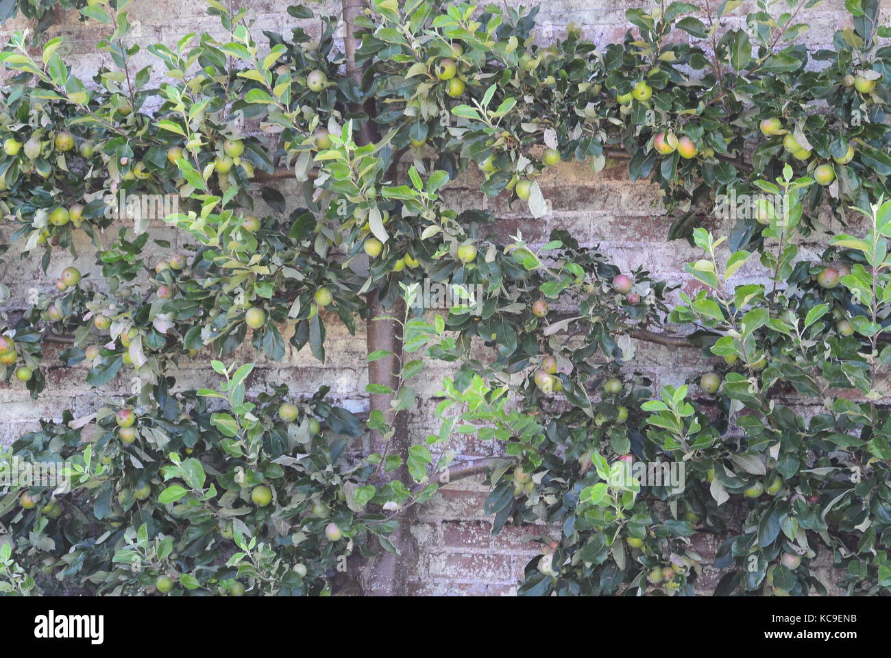 Trained Apple tree against a wall Stock Photo - Alamy
