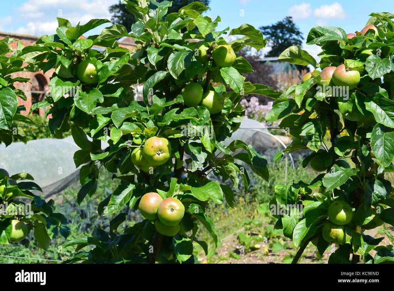 Apples growing on a tree Stock Photo - Alamy