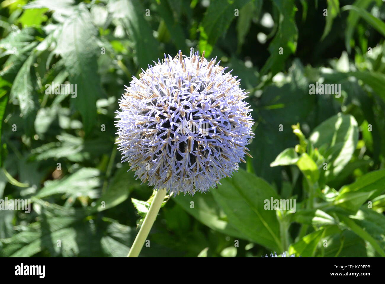 Globe thistle. Purple flower with round head Stock Photo - Alamy