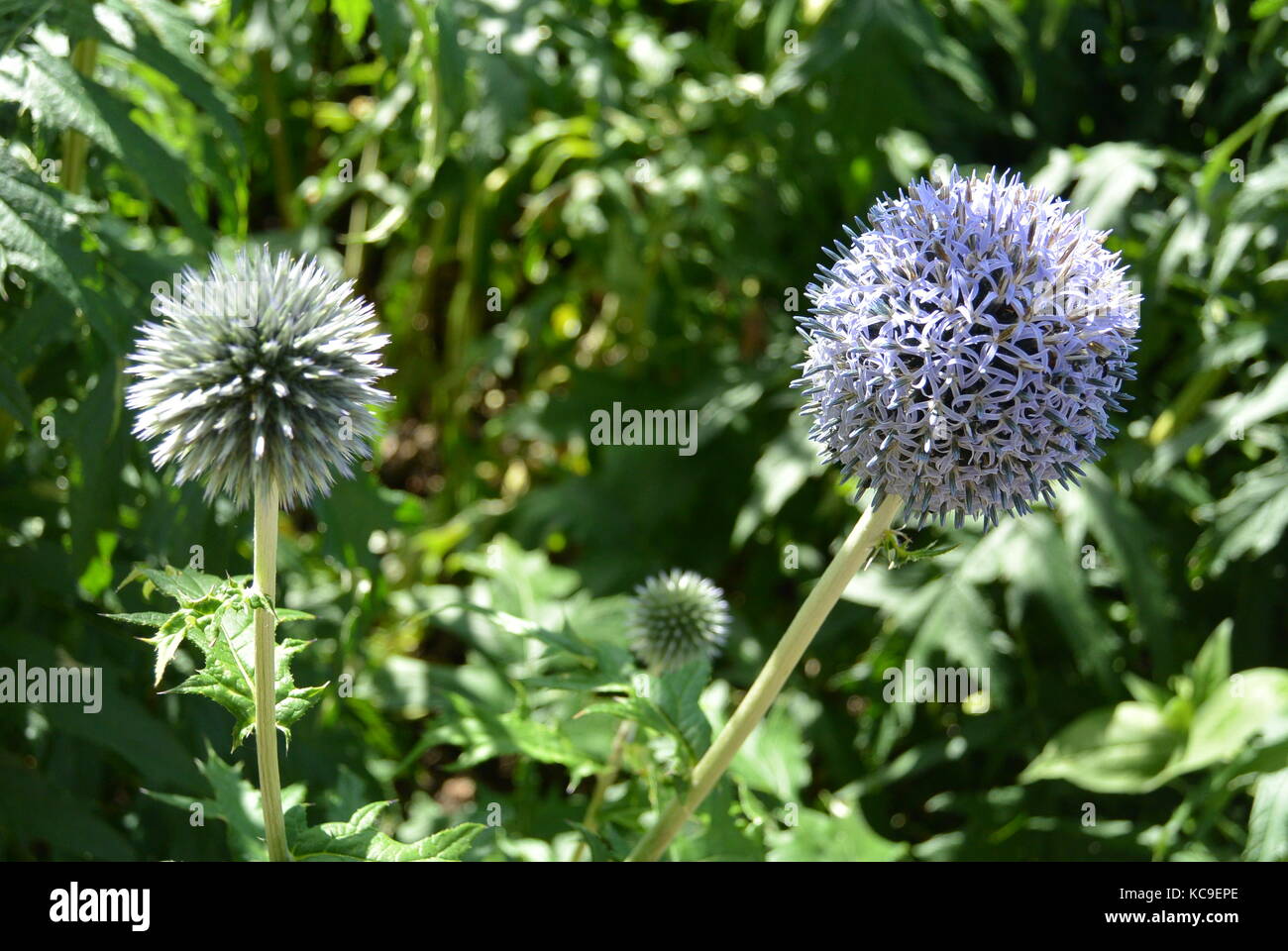 Globe thistle. Purple flower with round head Stock Photo - Alamy