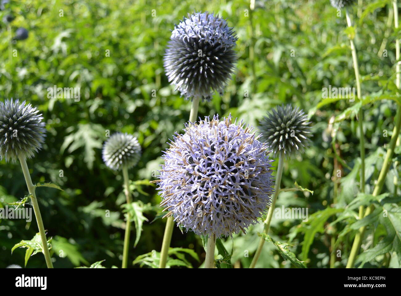 Globe thistle. Purple flower with round head Stock Photo - Alamy