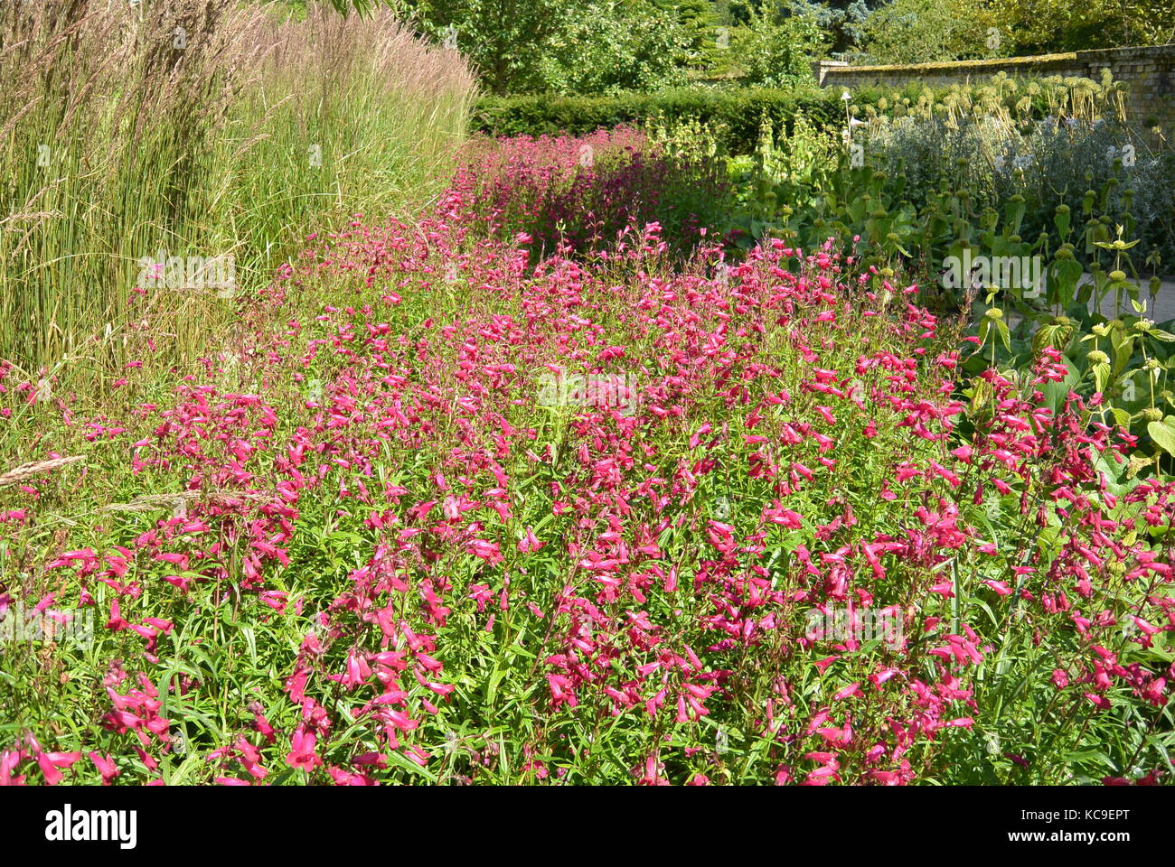 red Border plants in country garden Stock Photo - Alamy