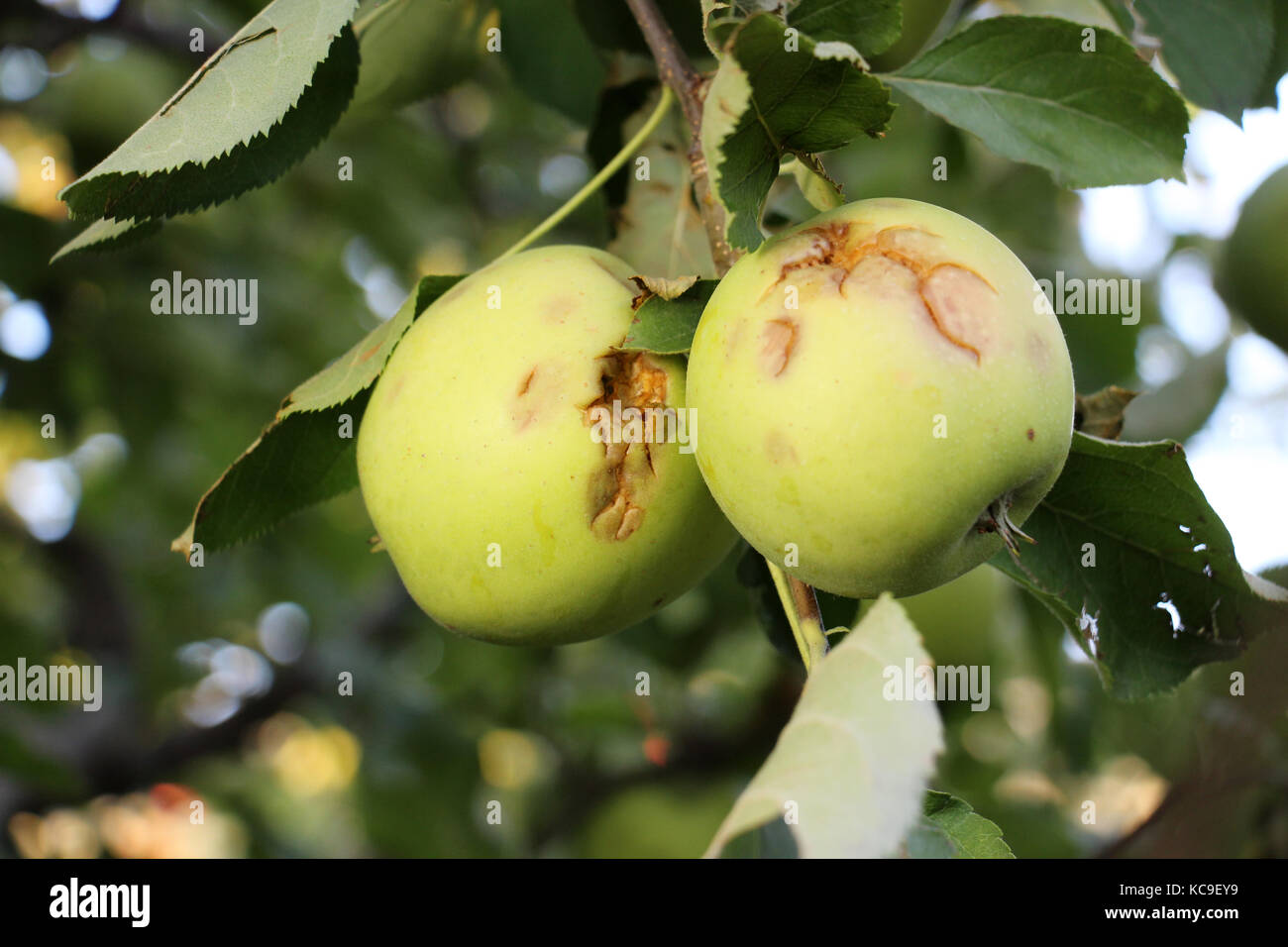 ripe apples before harvesting damaged by hail stones,image of a Stock ...