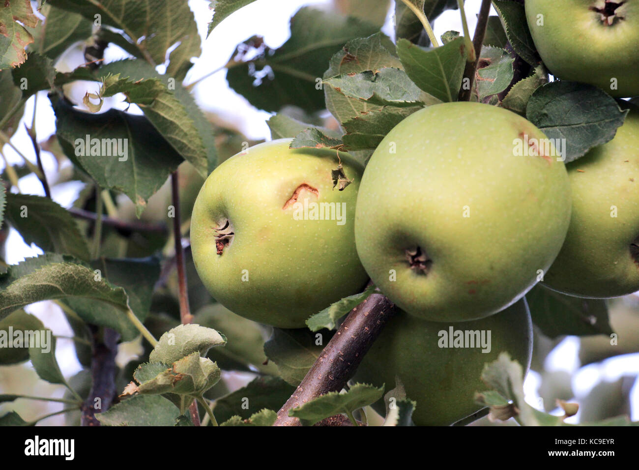ripe apples before harvesting damaged by hail stones,image of a Stock ...