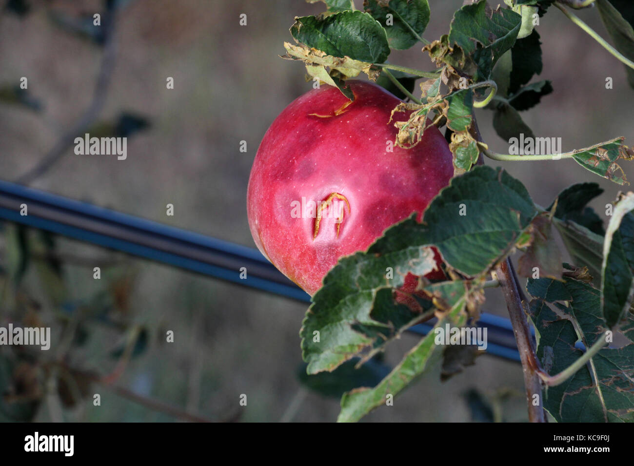 ripe apples before harvesting damaged by hail stones,image of a Stock ...