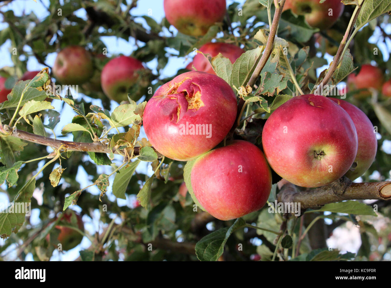 ripe apples before harvesting damaged by hail stones,image of a Stock ...