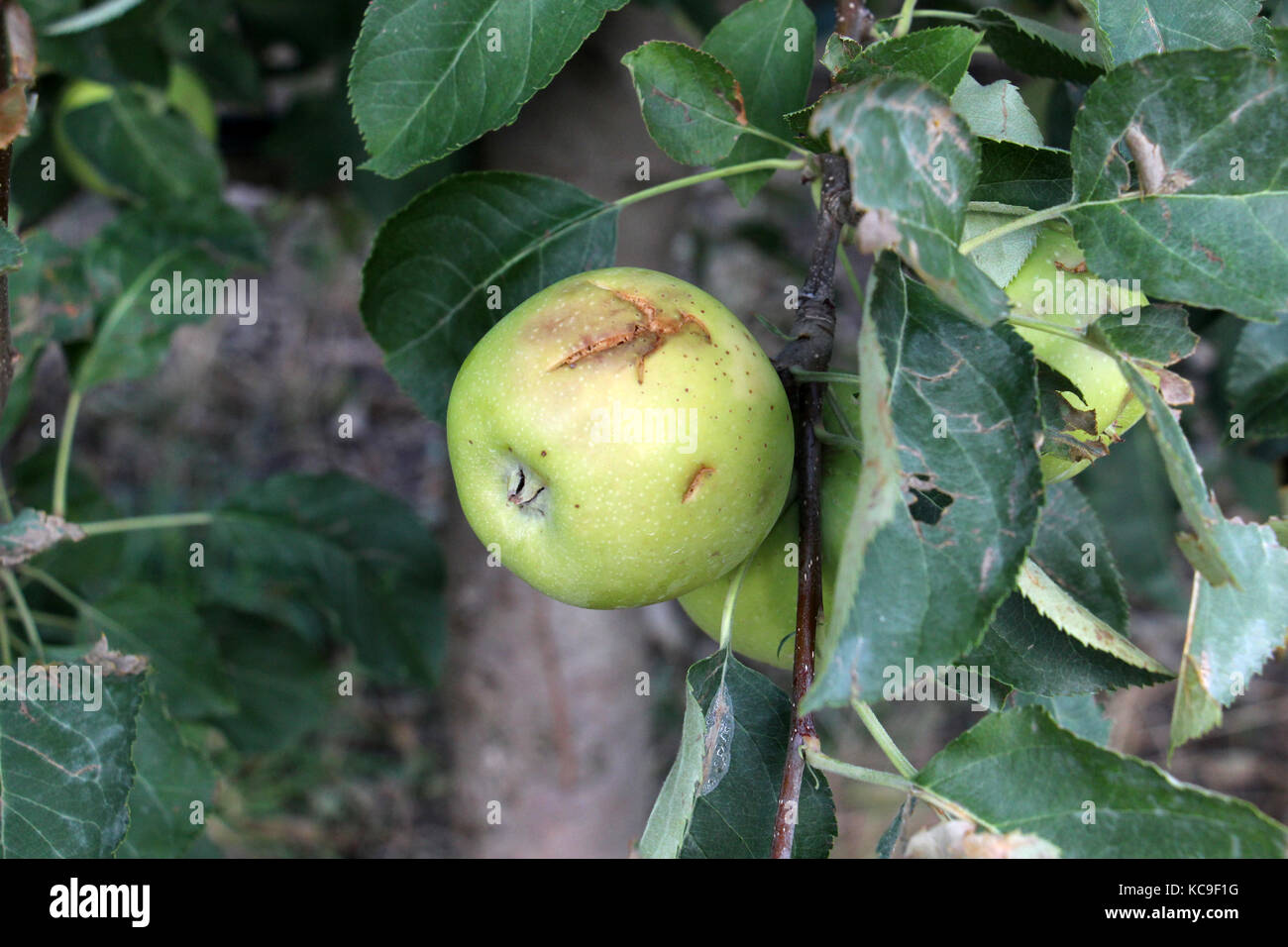 ripe apples before harvesting damaged by hail stones,image of a Stock ...