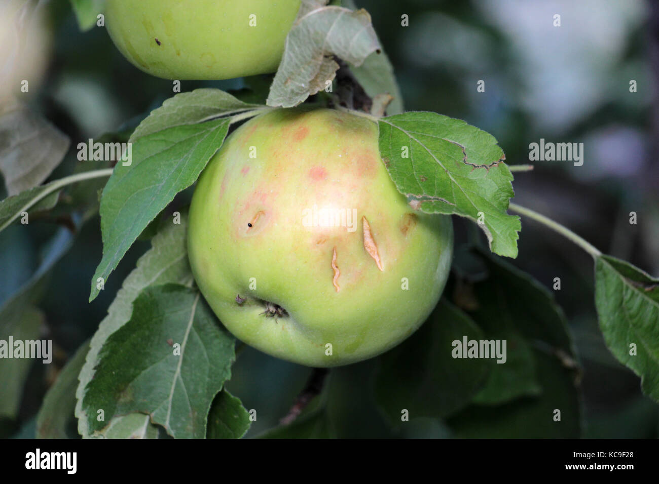 ripe apples before harvesting damaged by hail stones,image of a Stock ...
