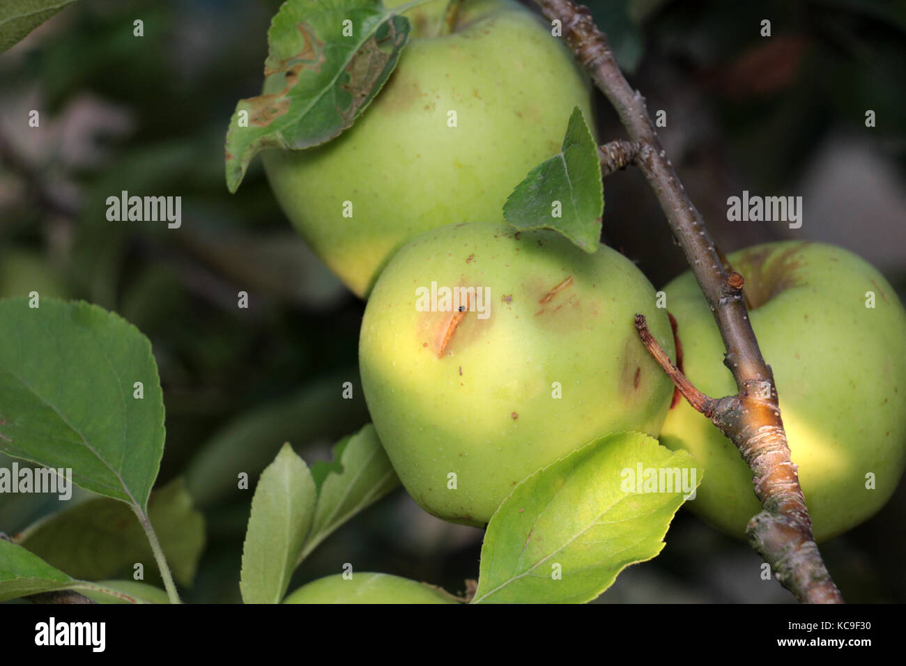 ripe apples before harvesting damaged by hail stones,image of a Stock ...
