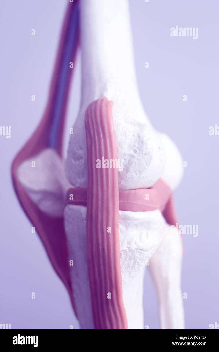 Human knee joint meniscus medical teaching model showing bones and ...