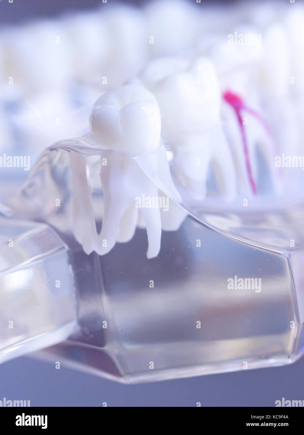 Dental teeth mouth dentists teaching model with teeth, gums, molars and ...