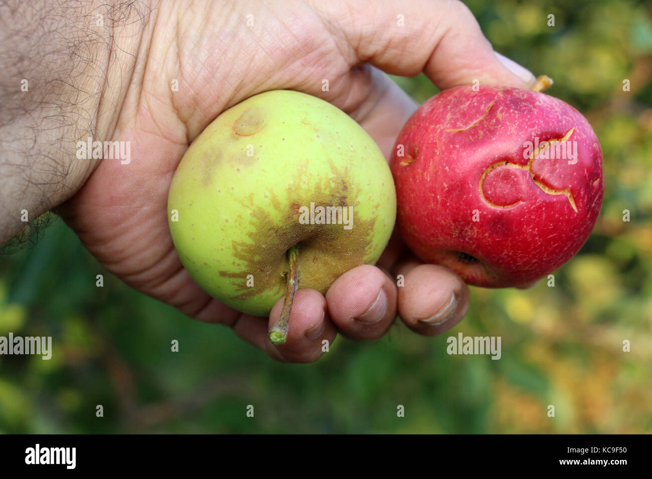 ripe apples before harvesting damaged by hail stones,image of a Stock ...