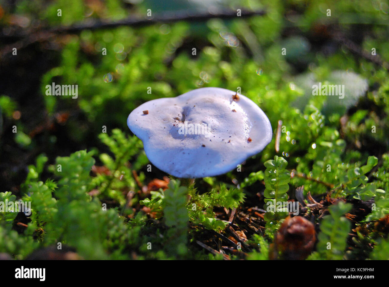 Clitocybe dealbata hi-res stock photography and images - Alamy