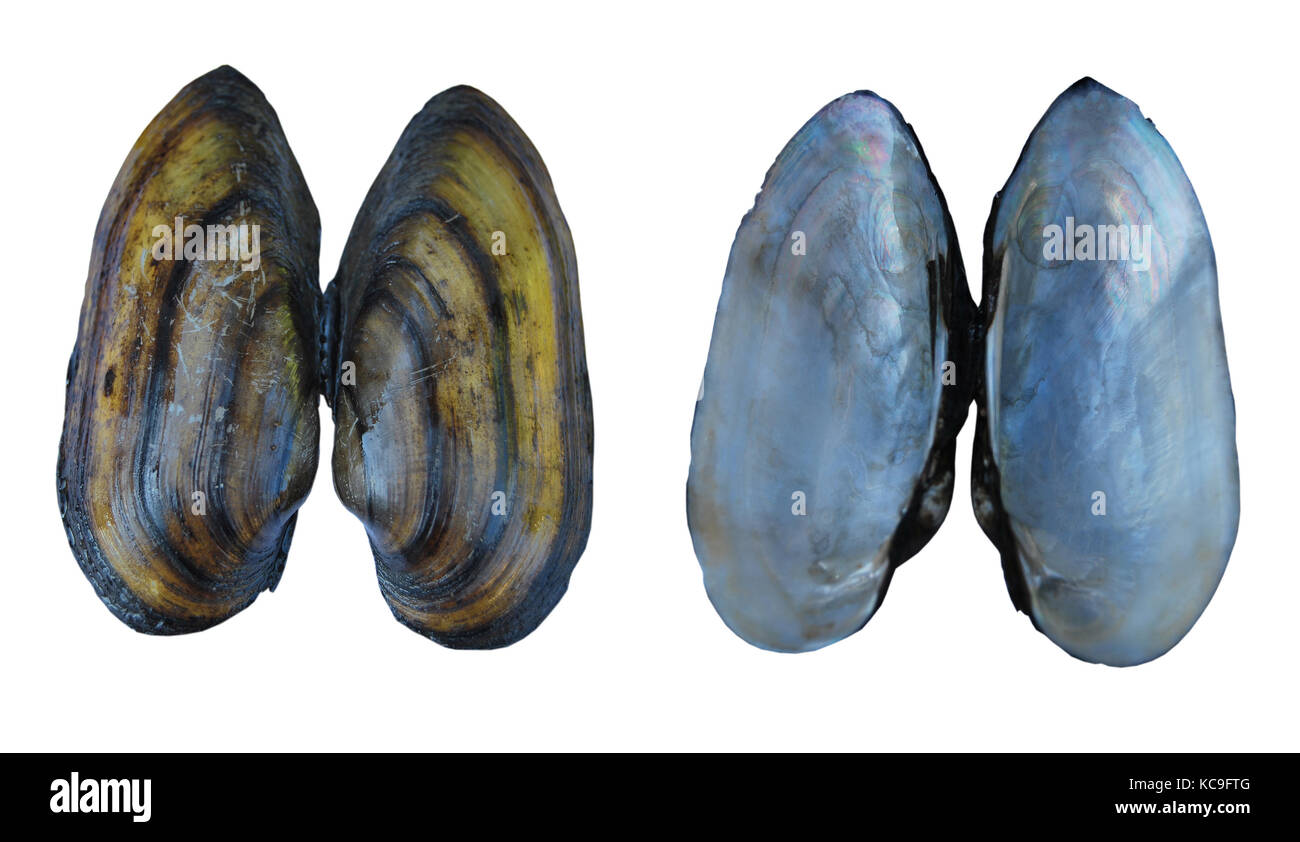 Unionidae hi-res stock photography and images - Alamy