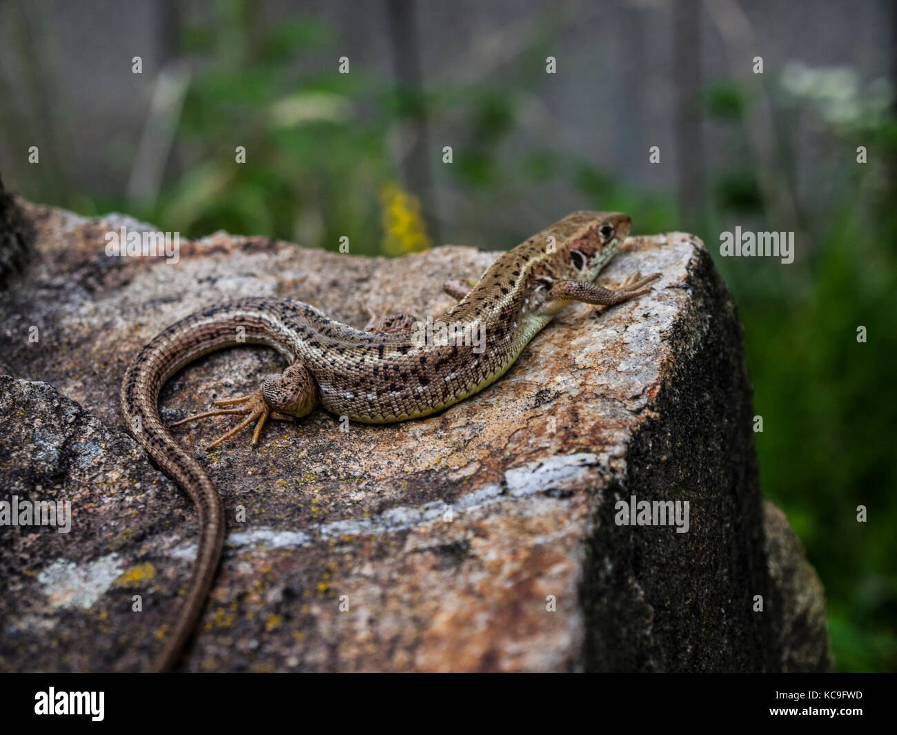 Close-Up Of Brown Lizard Resting On Rock During Summer Stock Photo - Alamy