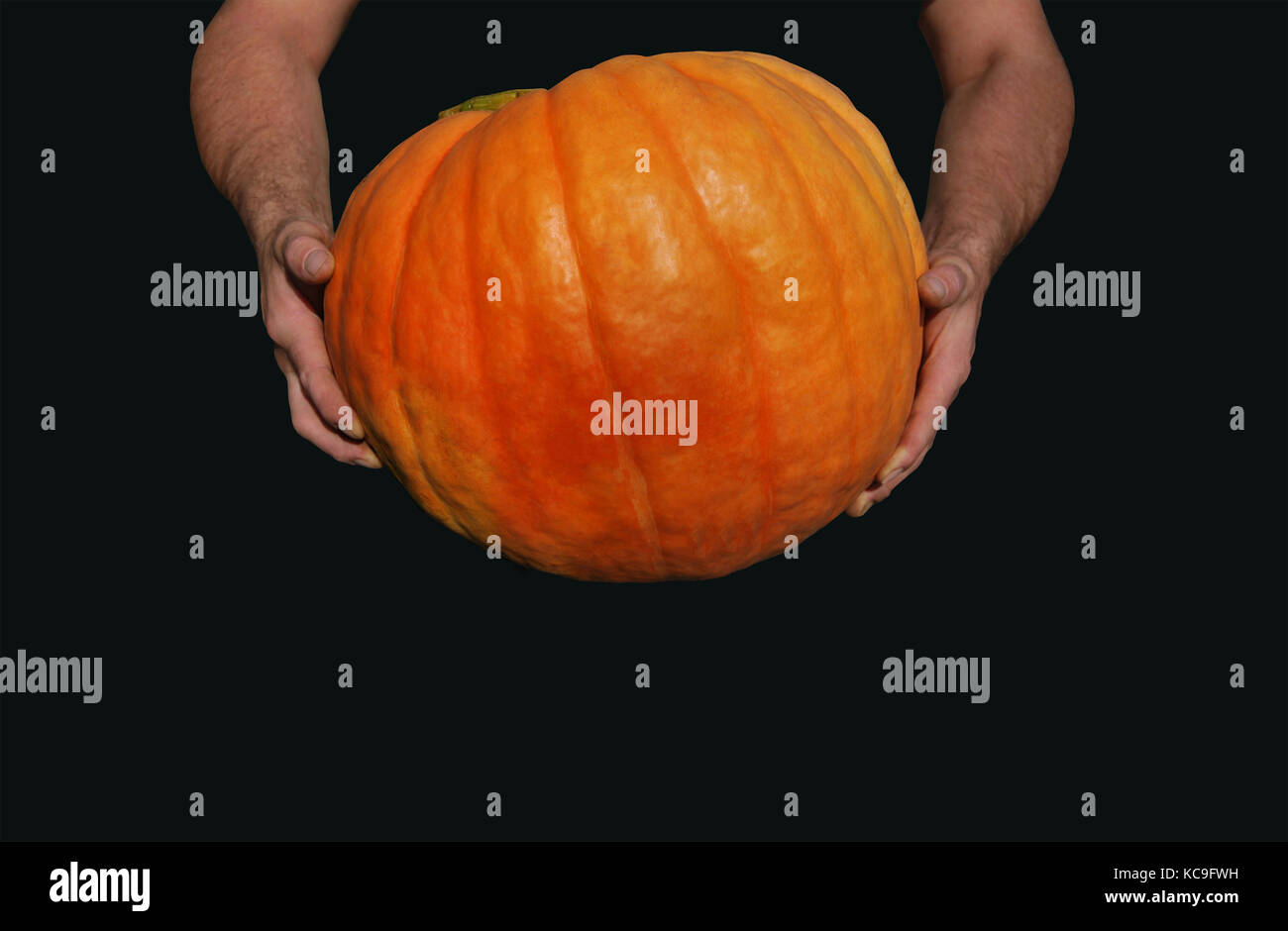 A large orange ripe pumpkin, which is held by a man, isolated on a ...