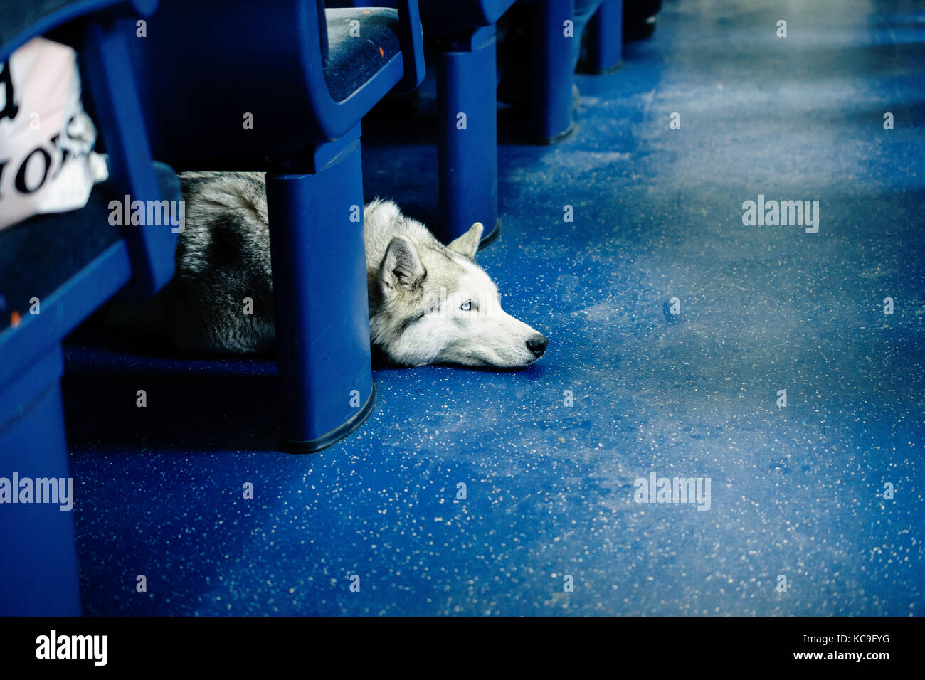 Portrait Of Beautiful White Husky Resting On Vibrantly Blue Floor Stock ...