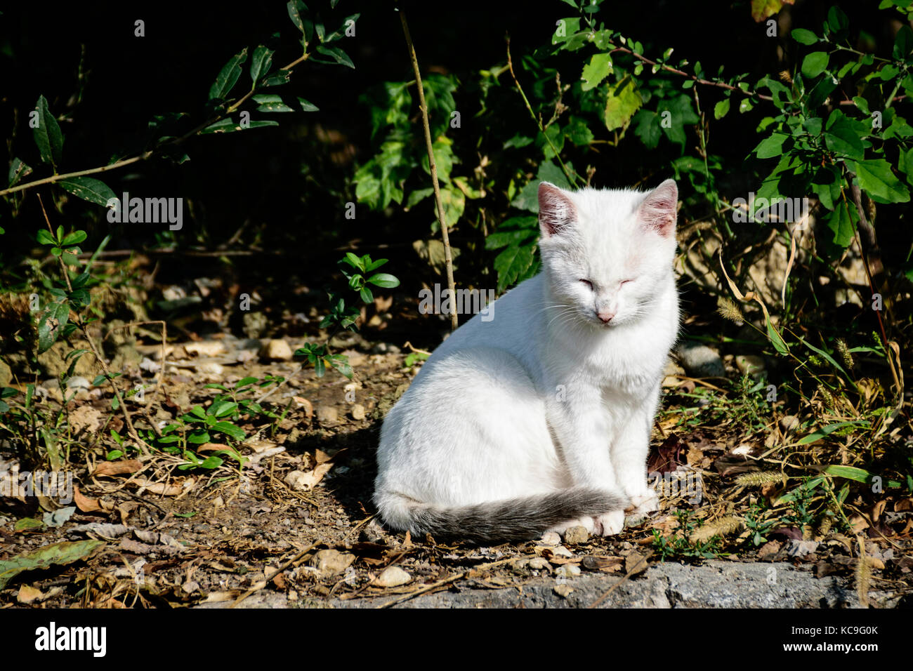 Kitten in the sun hi-res stock photography and images - Alamy