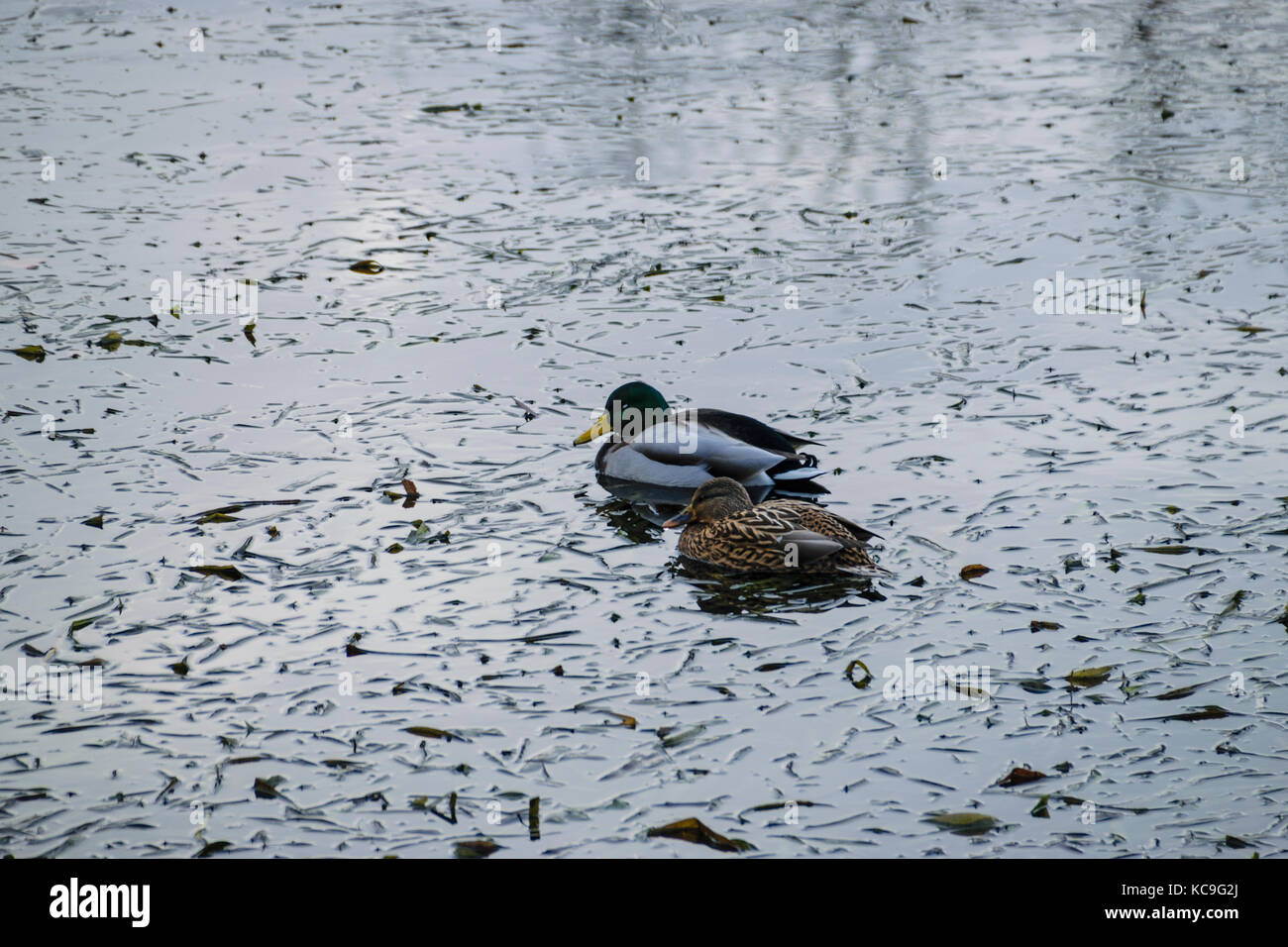 Side Angle View Of Two Ducks Floating And Swimming Together On Lake ...