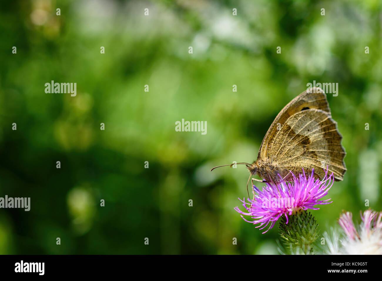 Underwing butterfly hi-res stock photography and images - Alamy