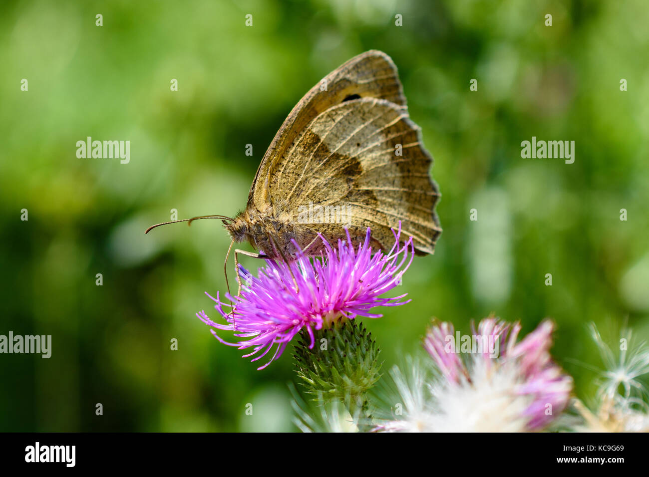 Butterfly side angle view hi-res stock photography and images - Alamy