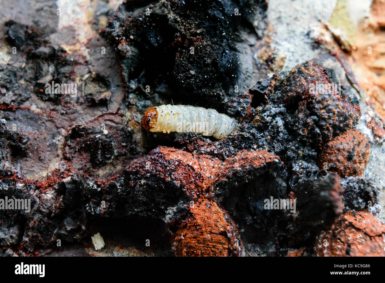 Boring plant hi-res stock photography and images - Alamy