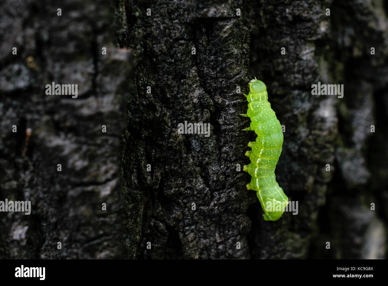 Caterpillar on tree hi-res stock photography and images - Alamy